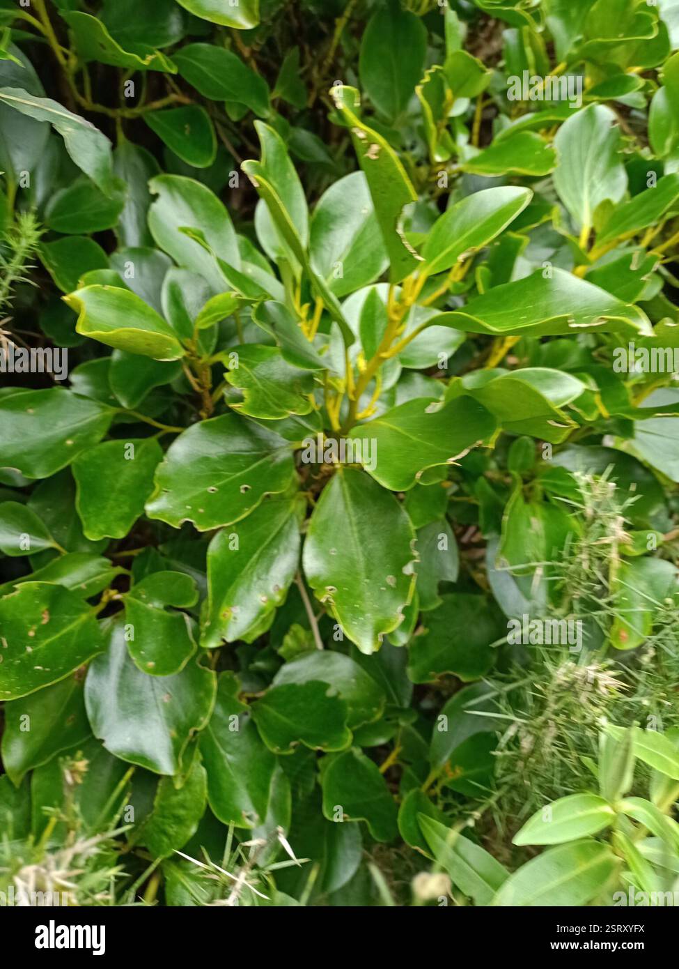 New Zealand Broadleaf (Griselinia littoralis), Plantae, Remutaka Hill ...