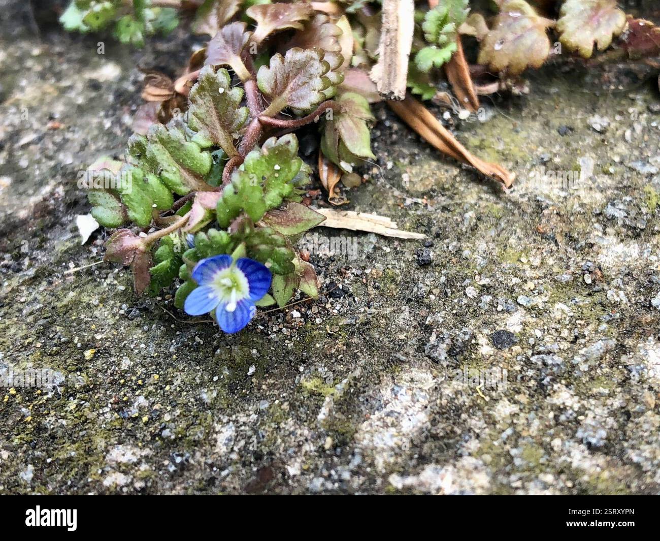 Grey Field-speedwell (Veronica polita), Plantae, Pantbach Road, Cardiff ...