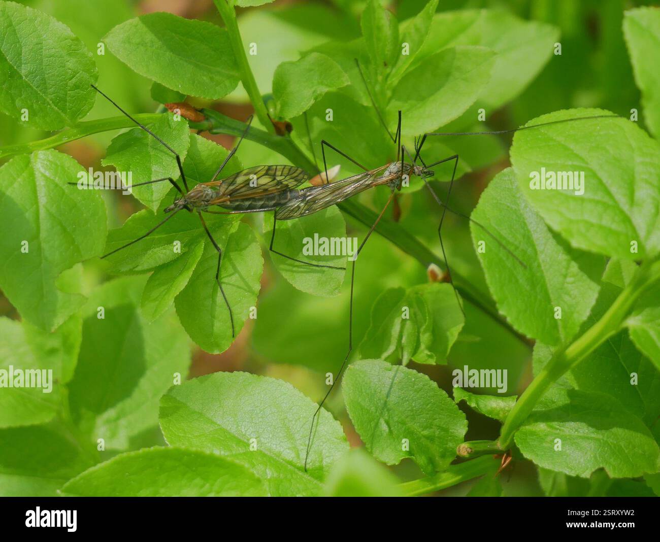 Typical Crane Flies (Tipuloidea), Insecta, 21244 Buchholz in der ...