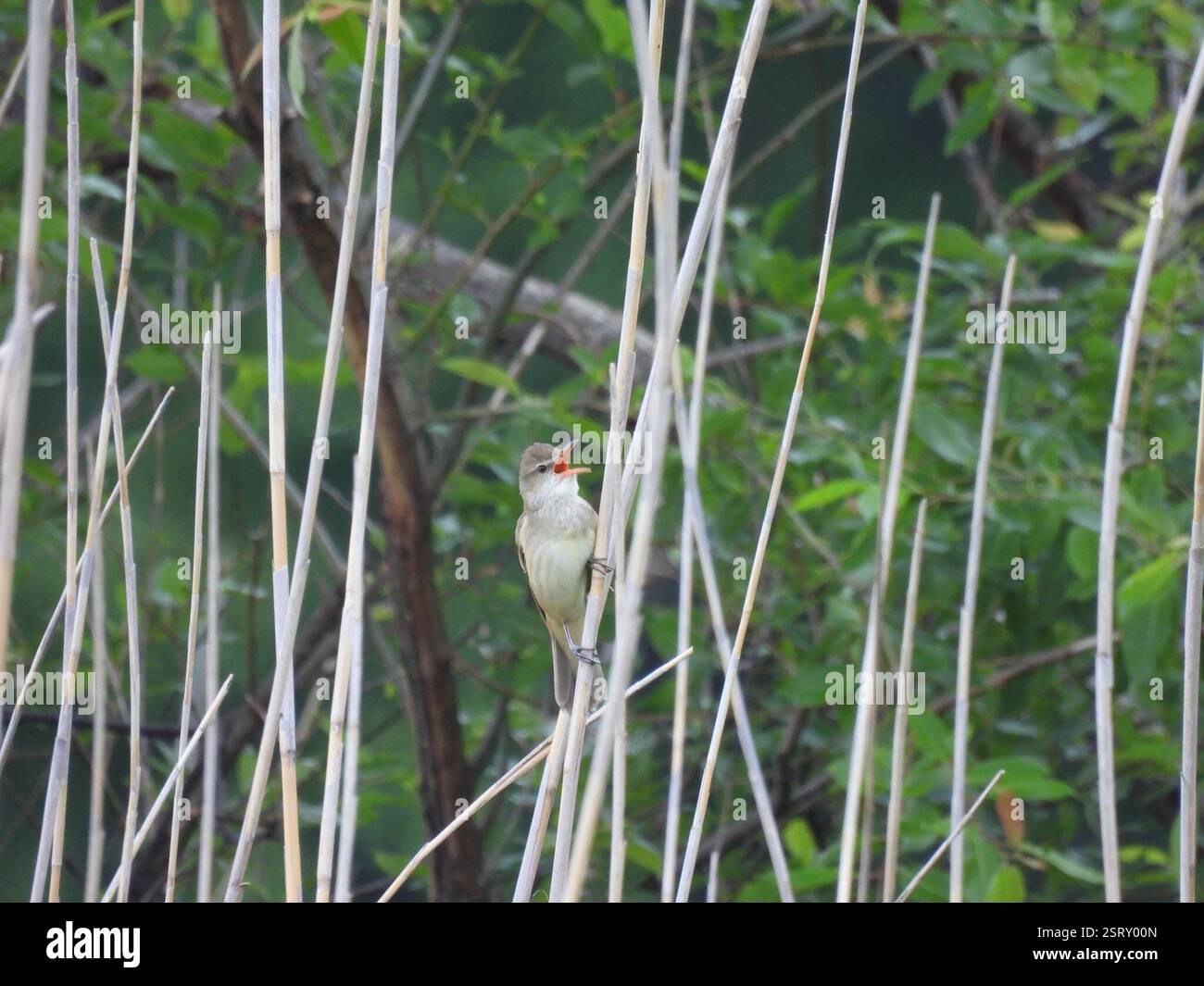 Oriental Reed Warbler (Acrocephalus orientalis), Aves, Saitama, JP ...