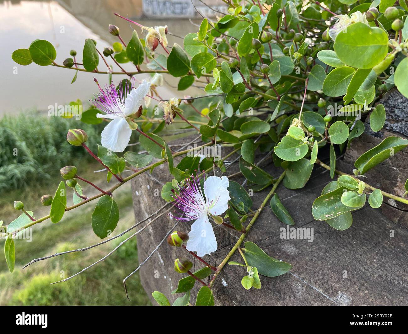 Rock Caper (Capparis orientalis), Plantae, Lungarno Amerigo Vespucci ...