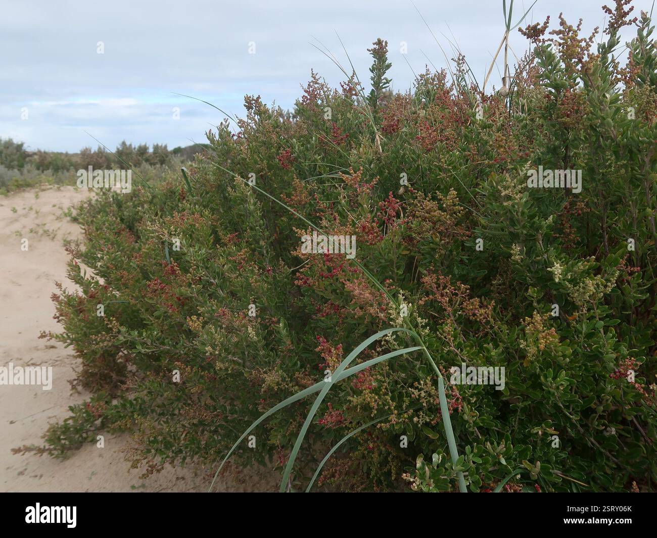 Seaberry Saltbush (Rhagodia candolleana), Plantae, Hindmarsh Island SA ...