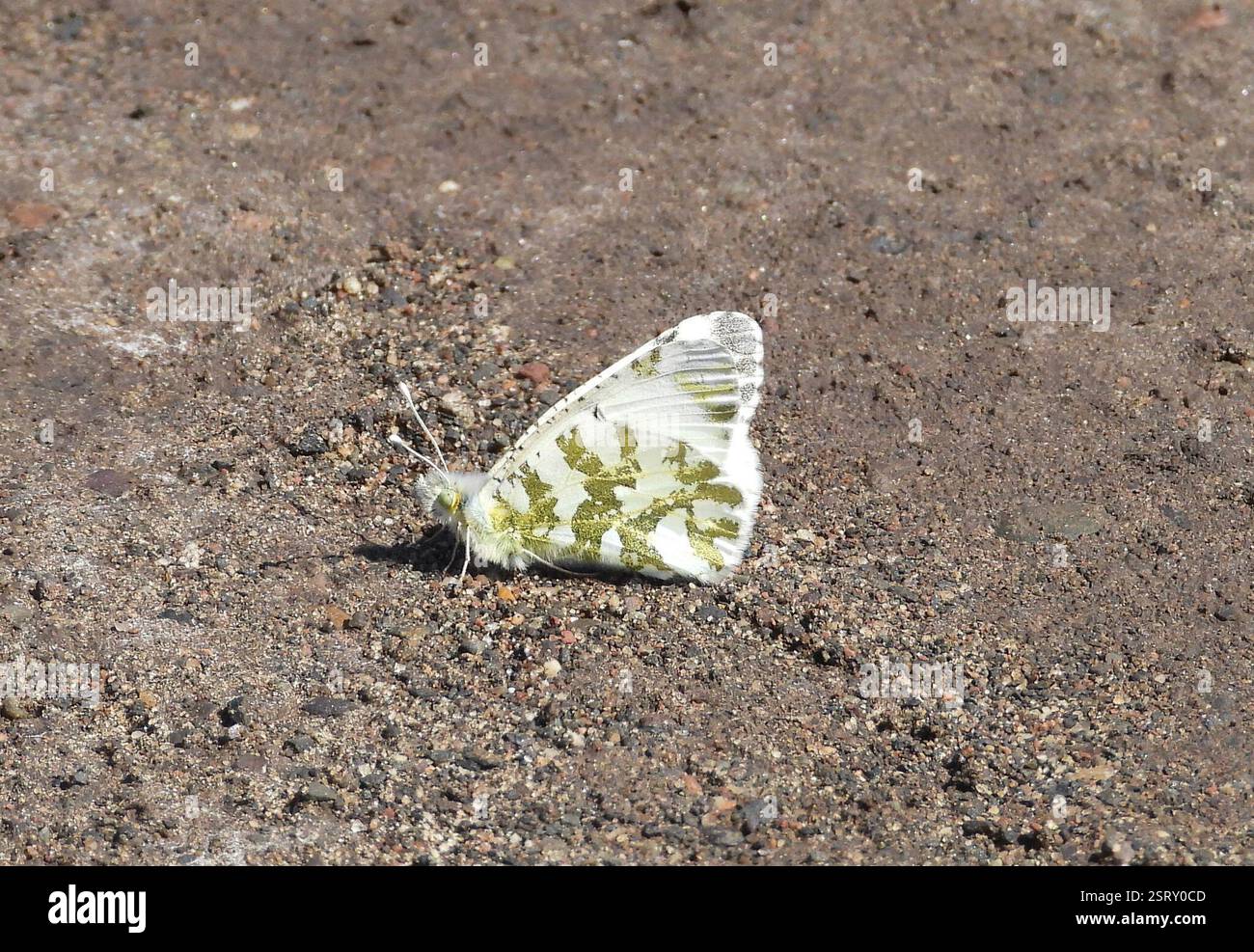 Large Marble (Euchloe ausonides), Insecta, Little Pigeon Bay Rd ...