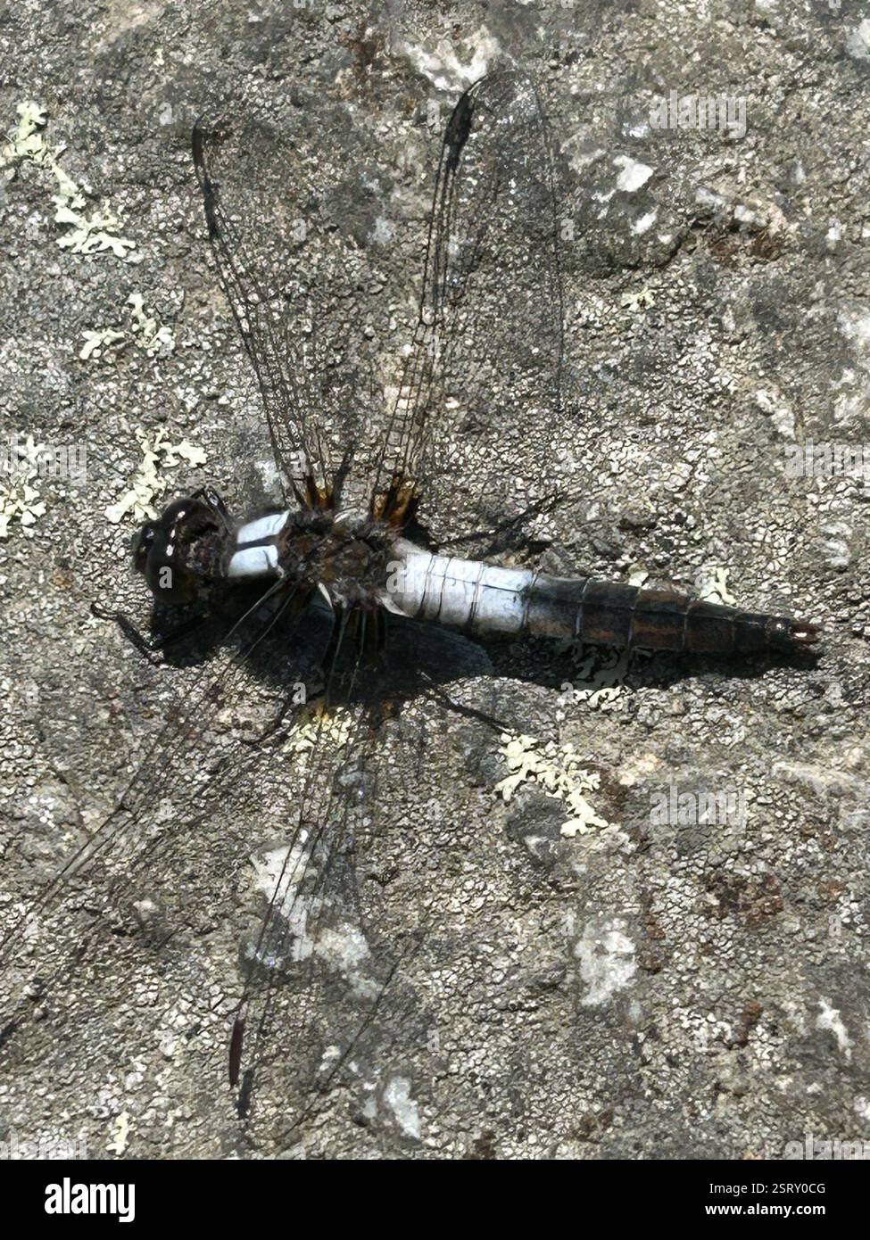 Chalk-fronted Corporal (Ladona julia), Insecta, New England Botanic ...