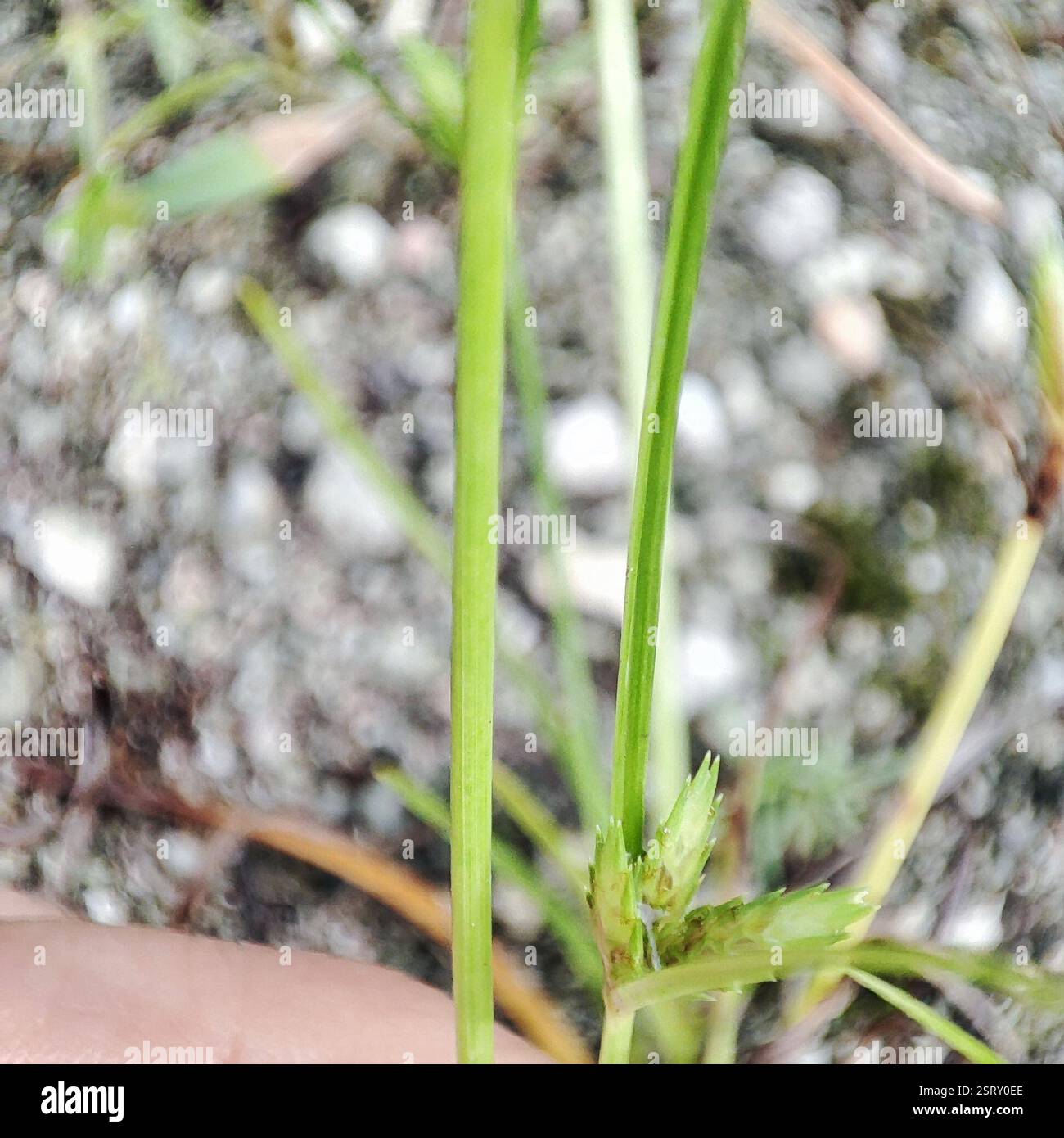 Poorland Flatsedge (Cyperus compressus), Plantae, British Indian Ocean ...