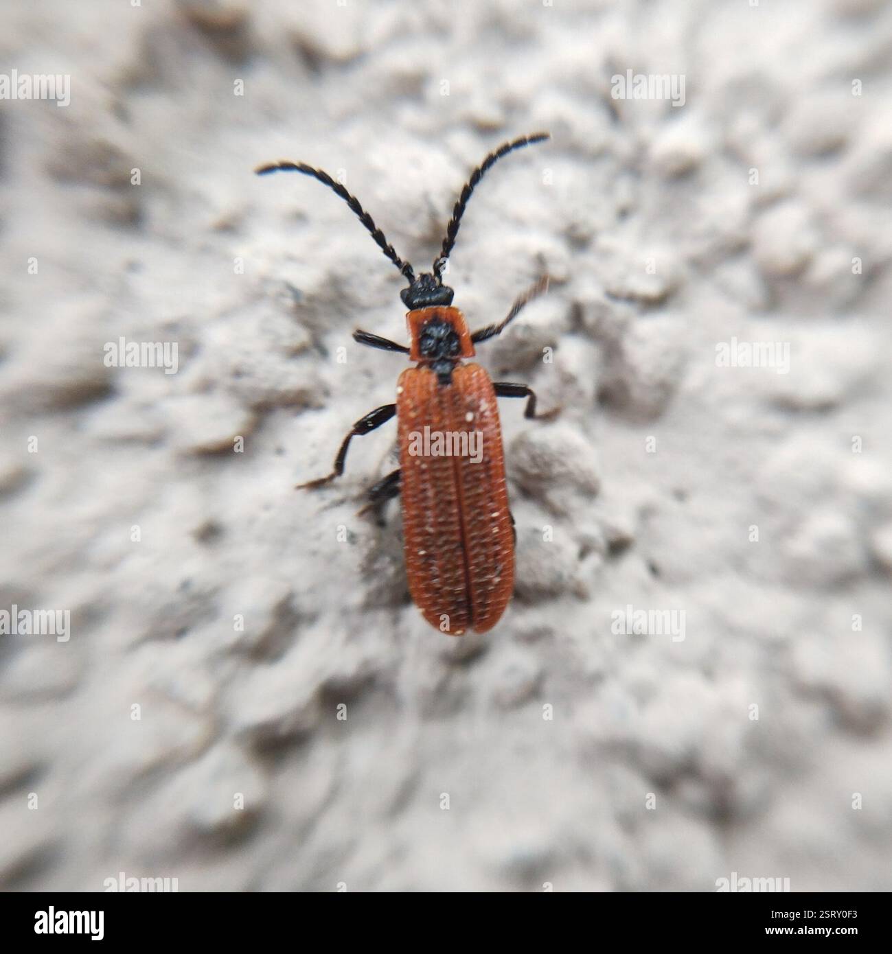 Cosnard's Net-Winged Beetle (Erotides cosnardi), Insecta, Kosanin dol ...