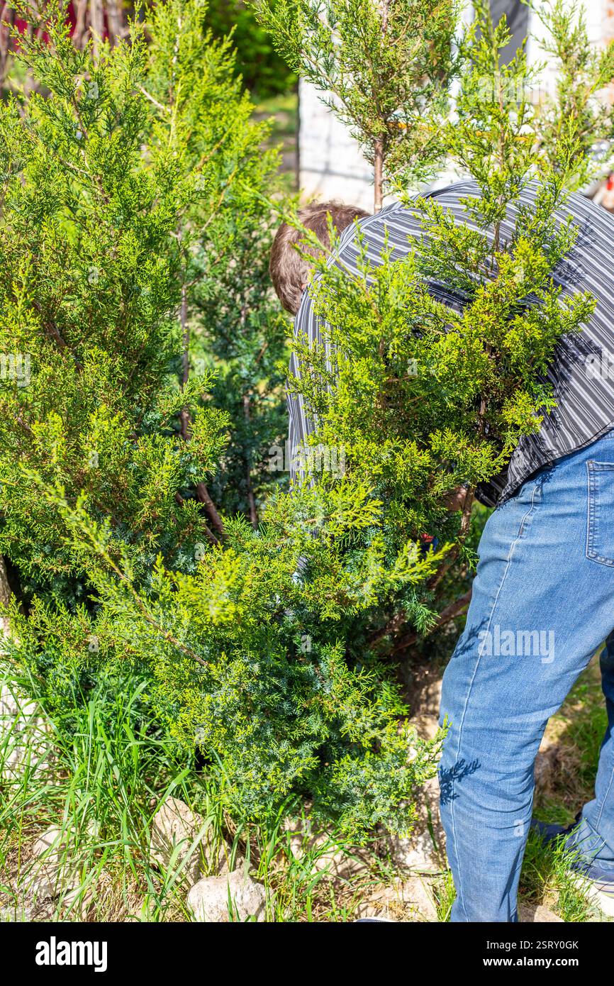 A gardener uses pruning shears to trim branches of a decorative bush of ...