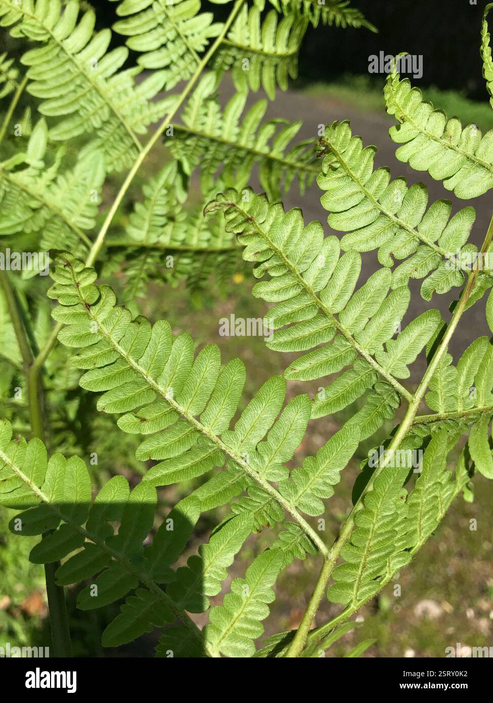 Western Brackenfern (Pteridium latiusculum), Plantae, Kamikoshikicho ...