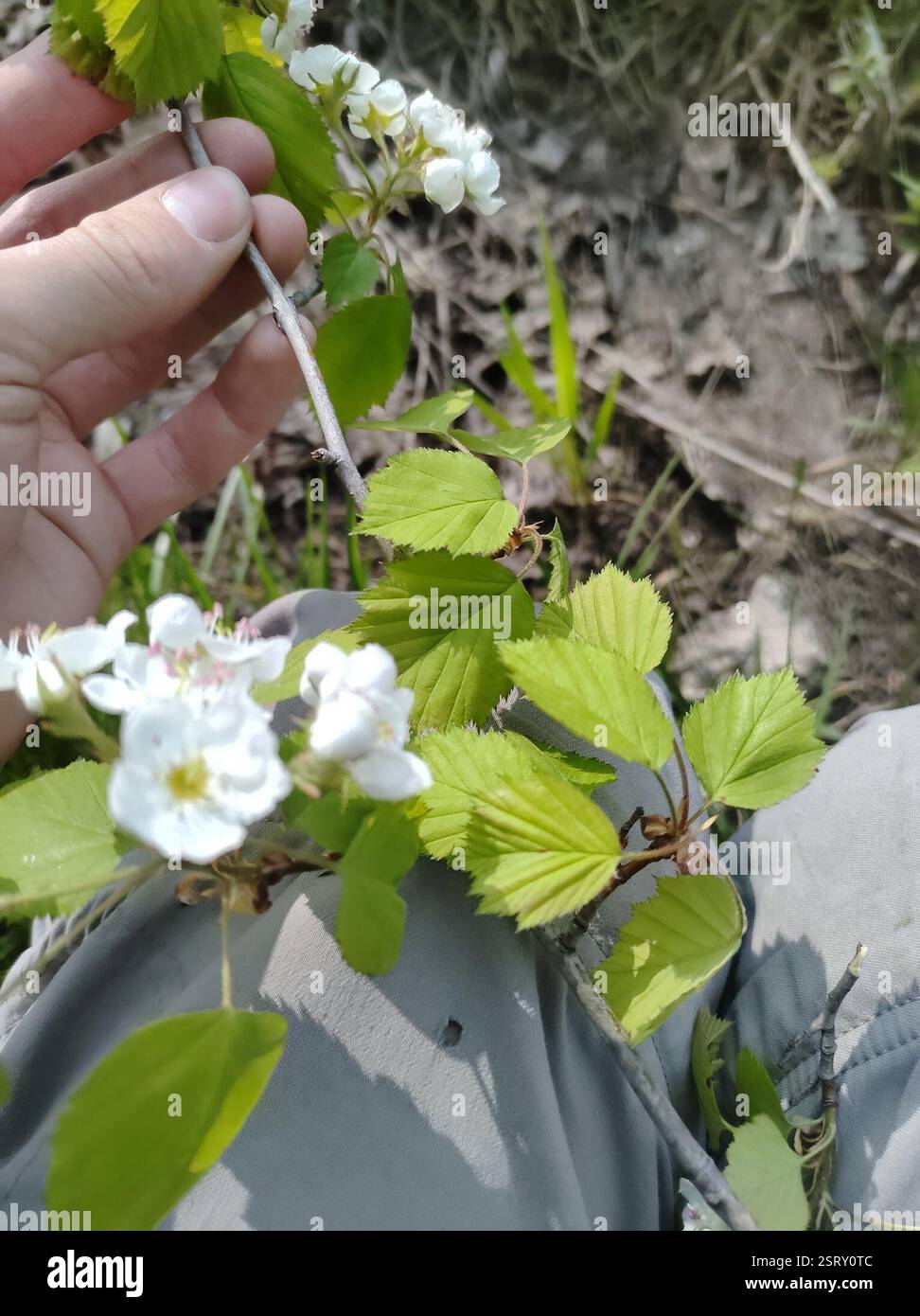 scarlet hawthorn (Crataegus coccinea coccinea), Plantae, Ancaster, ON ...