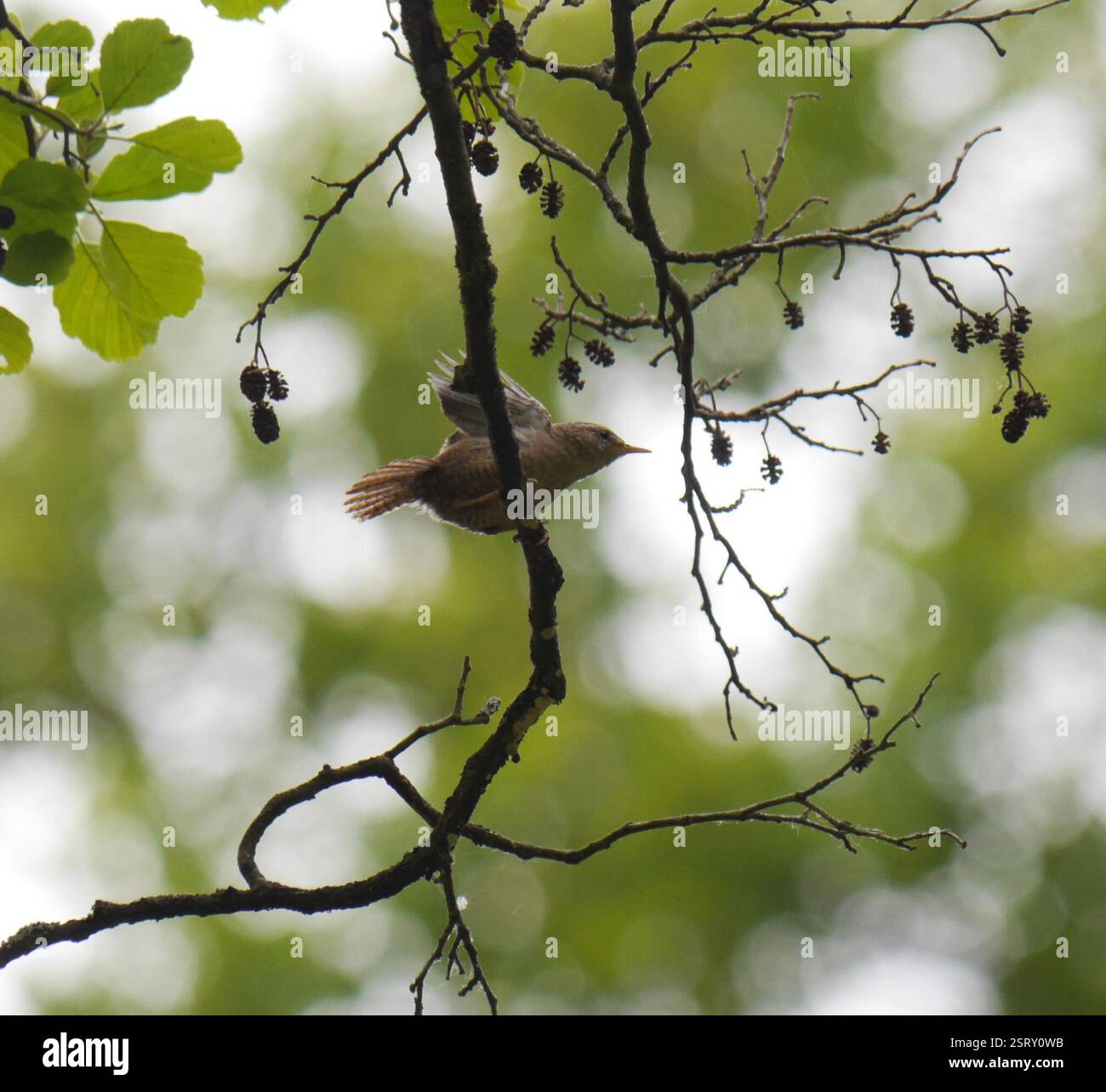 Eurasian Wren (Troglodytes troglodytes), Aves, 56332 Brodenbach ...