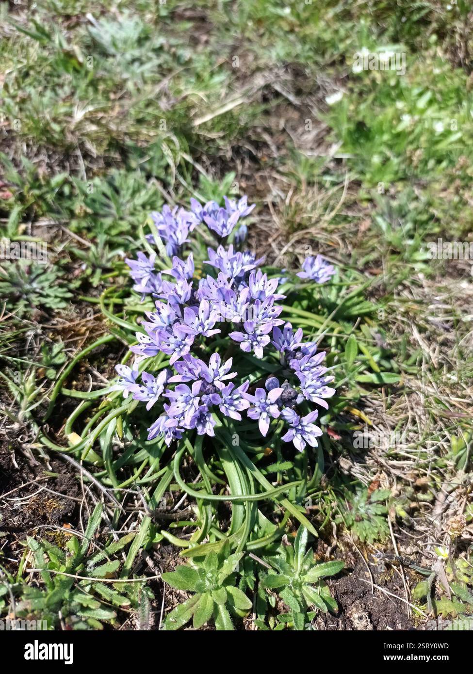 Spring Squill (Scilla verna), Plantae, Pembrokeshire, UK Stock Photo ...