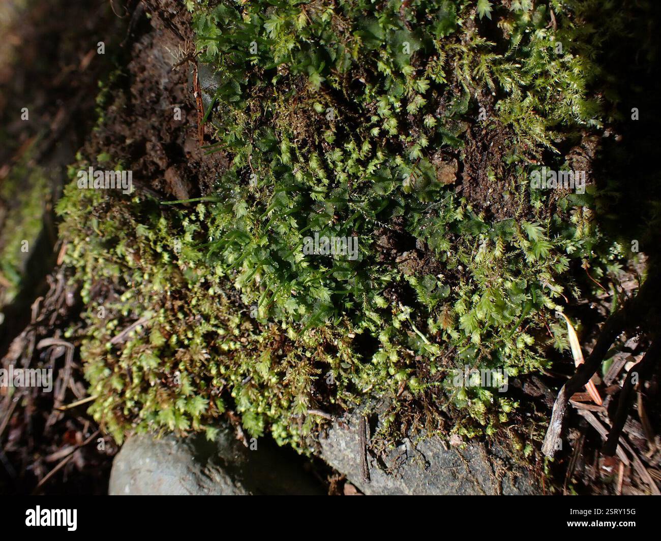 Pearson's phaeoceros (Paraphymatoceros pearsonii), Plantae, Capital, BC ...