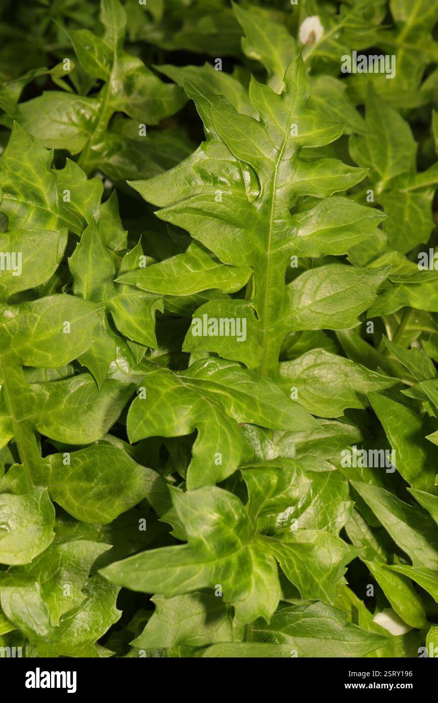 plants (Plantae), Plantae, Norton Priory, Tudor Road, Runcorn, Halton ...