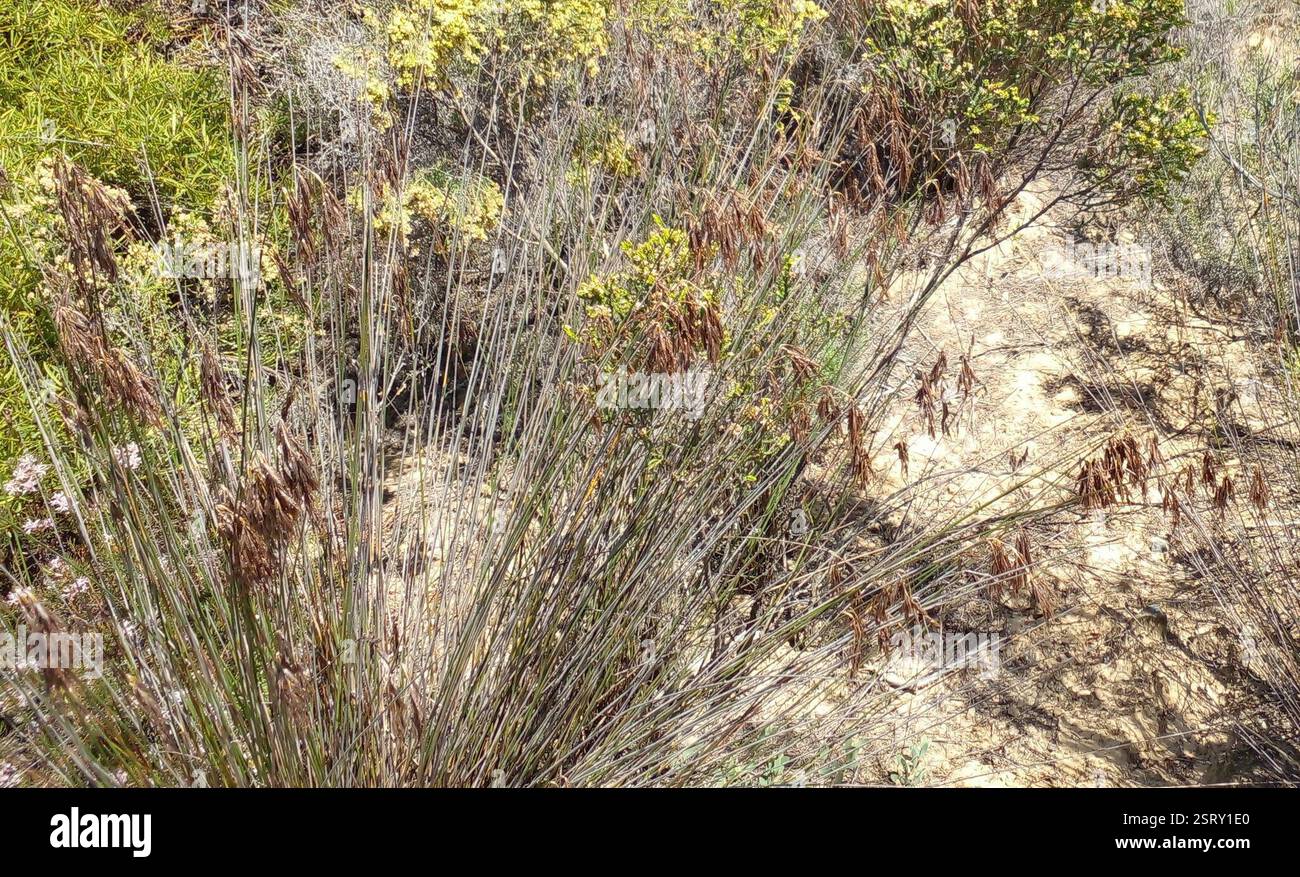 True Capereeds (Restio), Plantae, Blaauwberg Conservation Area, Cape ...