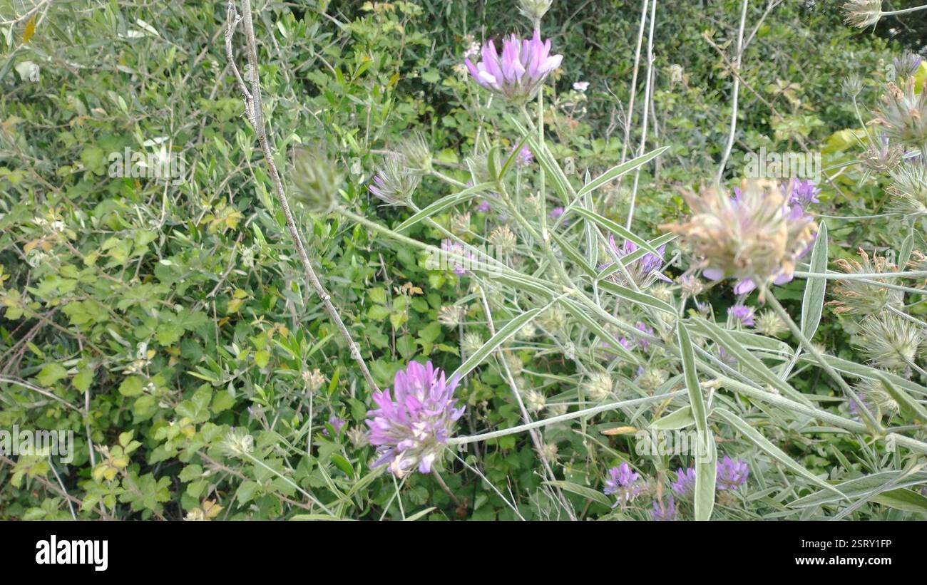 arabian pea (Bituminaria bituminosa), Plantae, Kalyves, Greece Stock ...