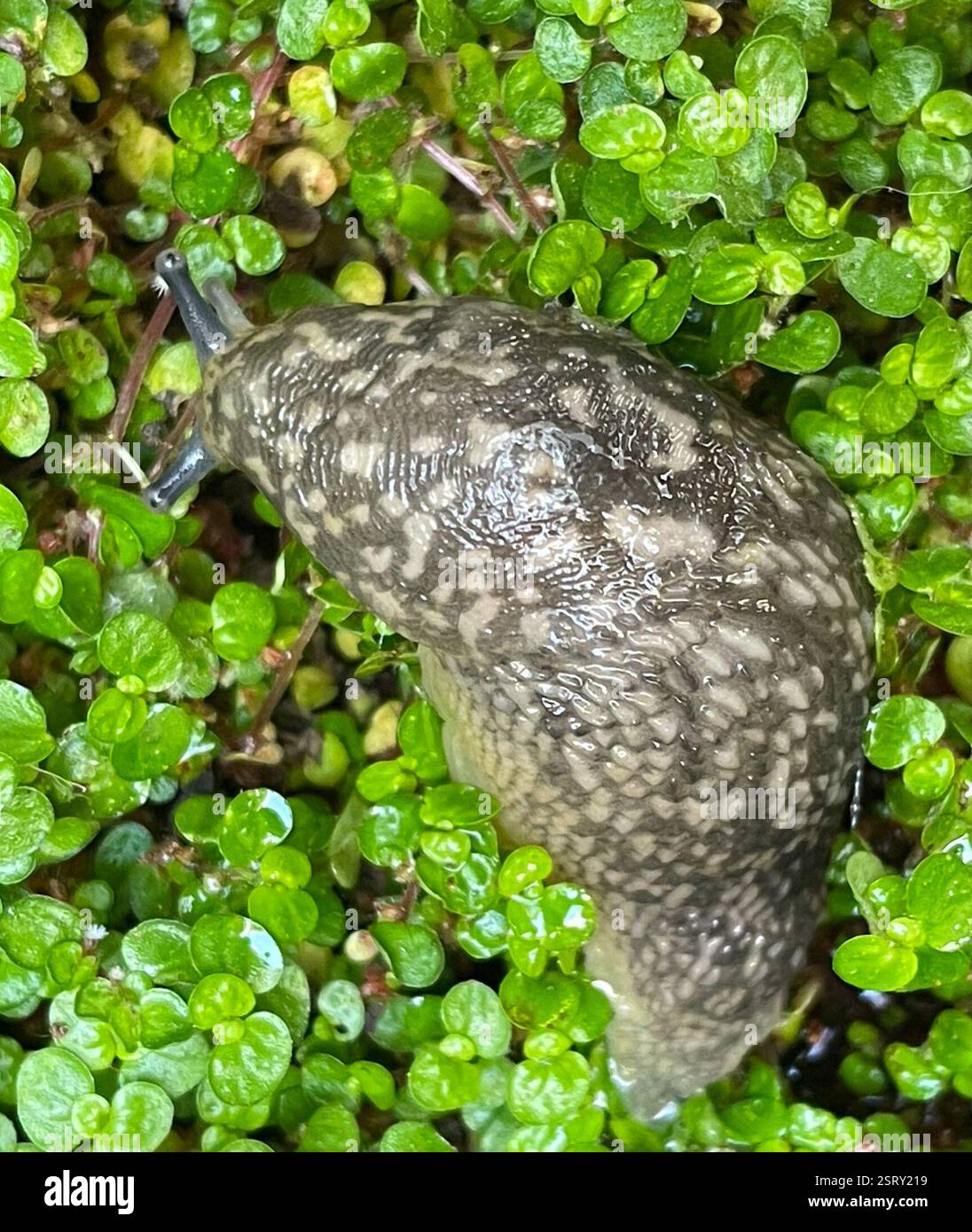 Yellow Cellar Slug (Limacus flavus), Mollusca, Country Park Rd, Salinas ...
