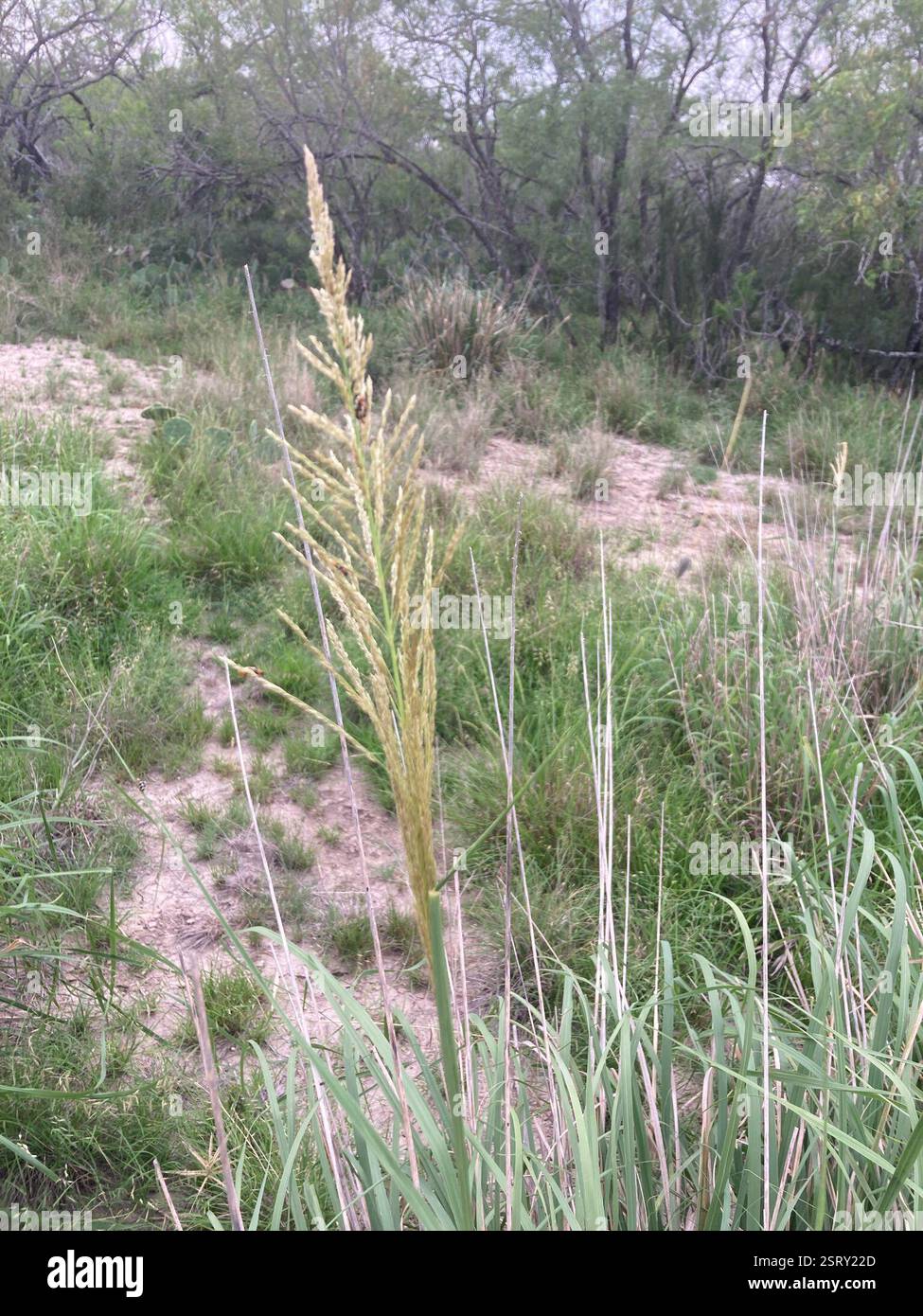 big sacaton (Sporobolus wrightii), Plantae, Texas, US Stock Photo - Alamy