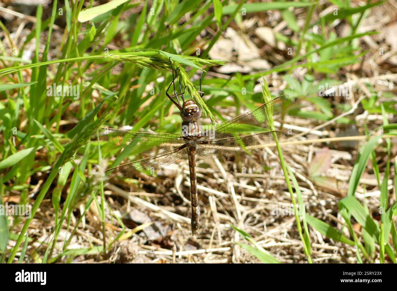 Stream Cruiser (Didymops transversa), Insecta, United States Stock ...