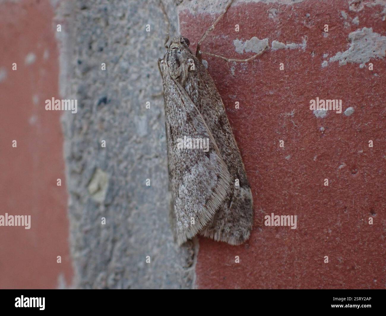 Fall Cankerworm Moth (Alsophila pometaria), Insecta, Swift Current, SK ...