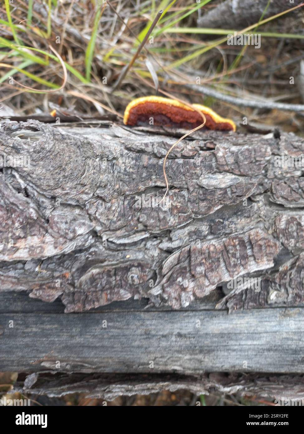(Stereum versicolor), Fungi, Helderberg Rural, Sir Lowry's Pass, 7135 ...