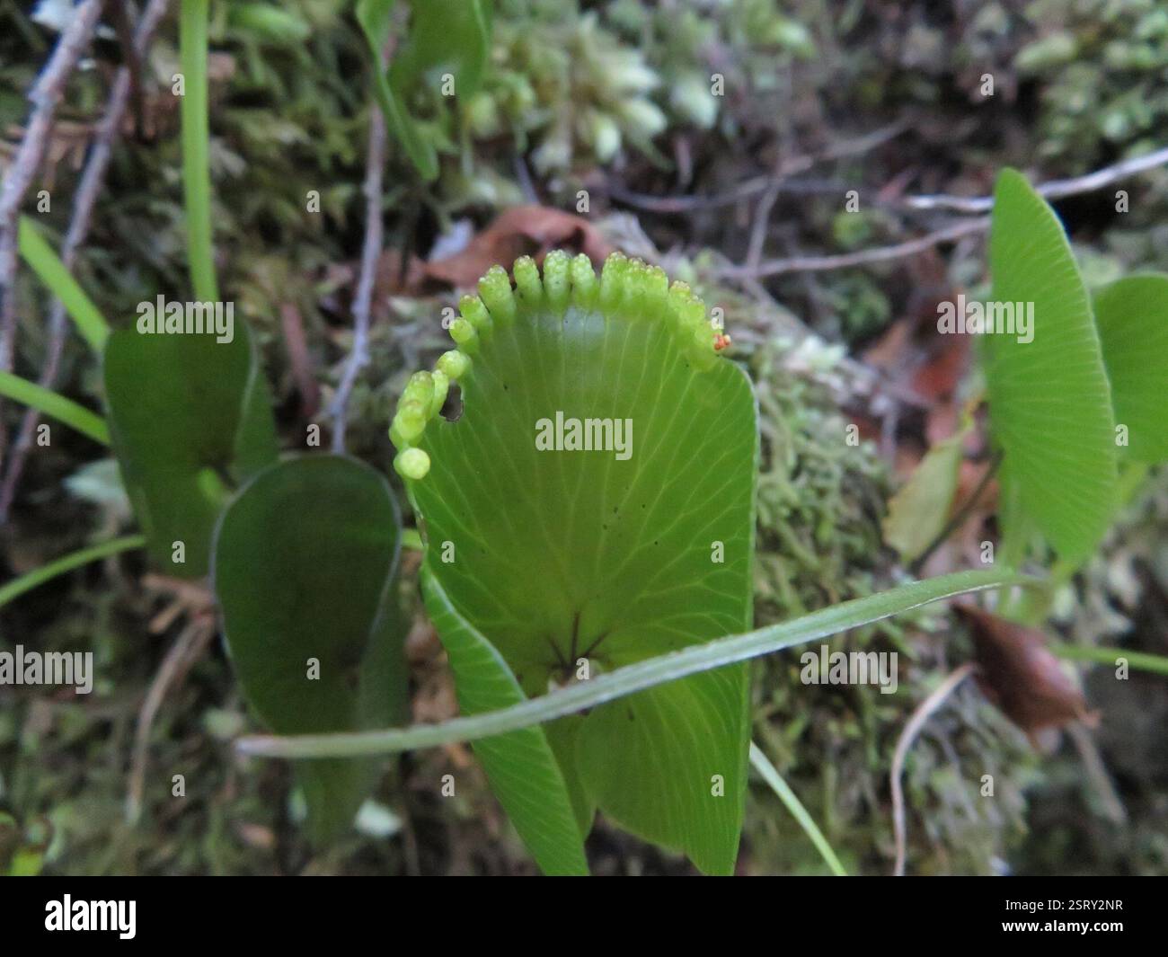 kidney fern (Hymenophyllum nephrophyllum), Plantae, 7073, New Zealand ...