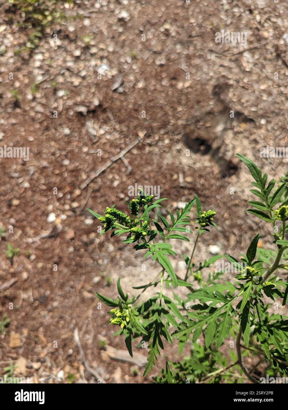 common ragweed (Ambrosia artemisiifolia), Plantae, Florida, US Stock ...