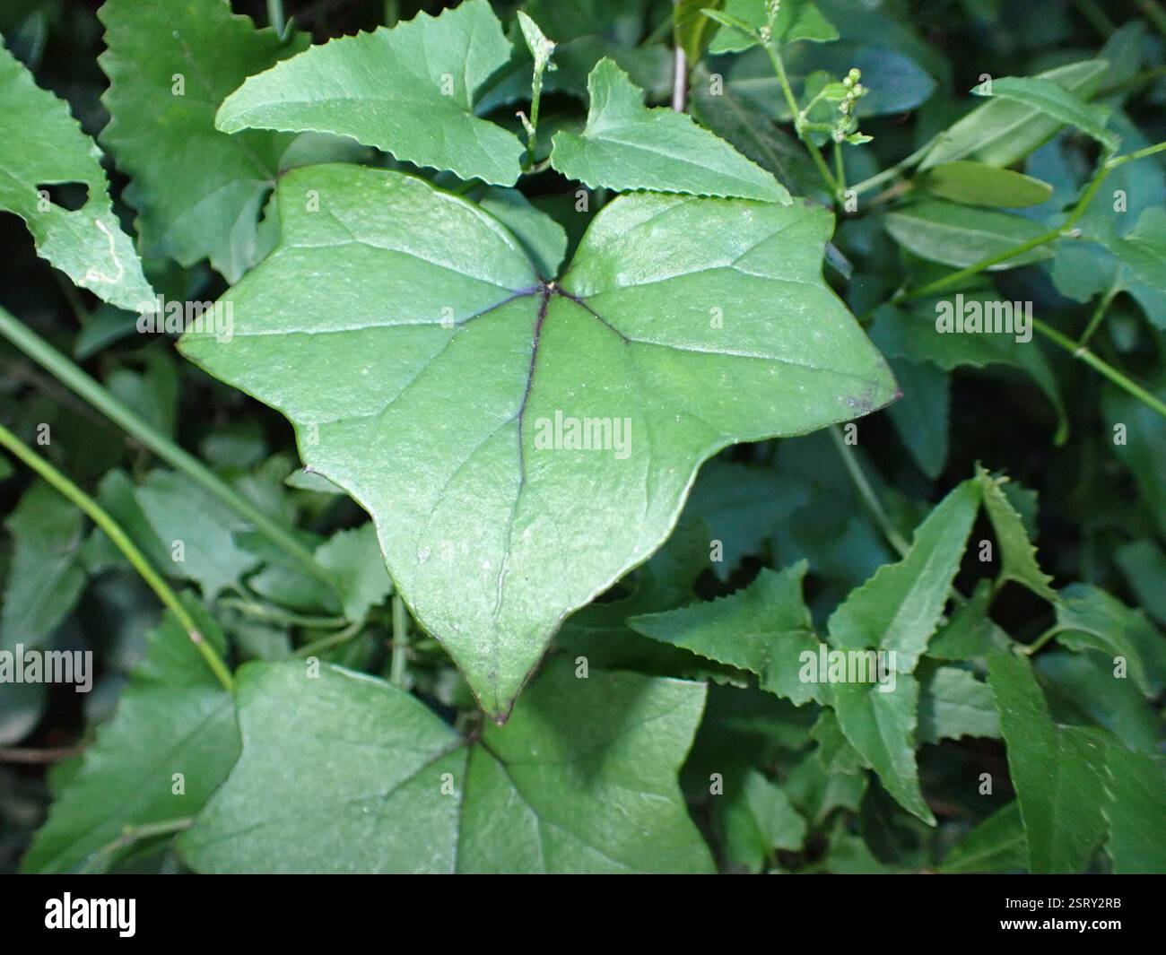Canary creeper (Senecio tamoides), Plantae, Garden Route District ...