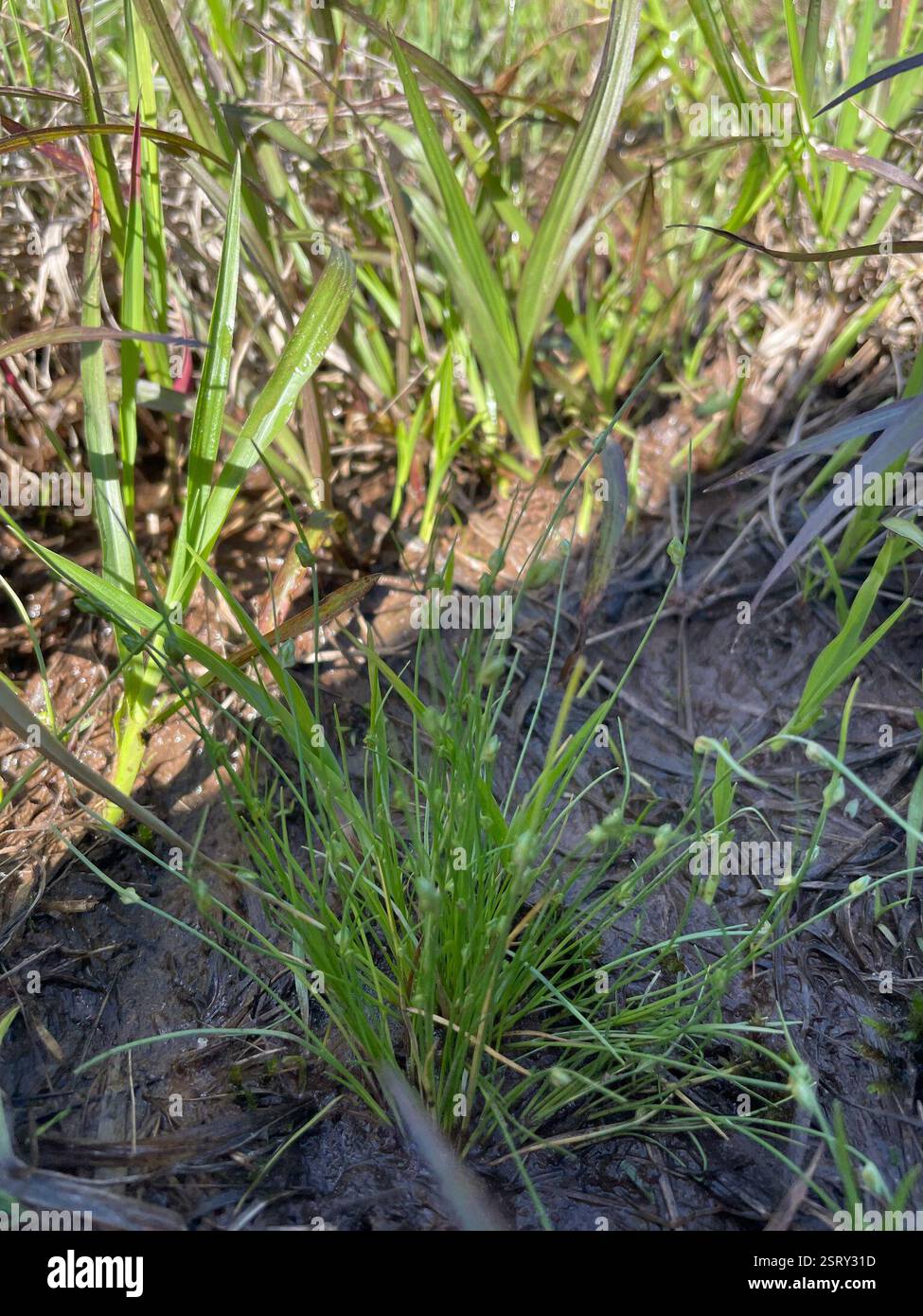 Keeled bulrush (Isolepis carinata), Plantae, North Carolina, US, Moist ...