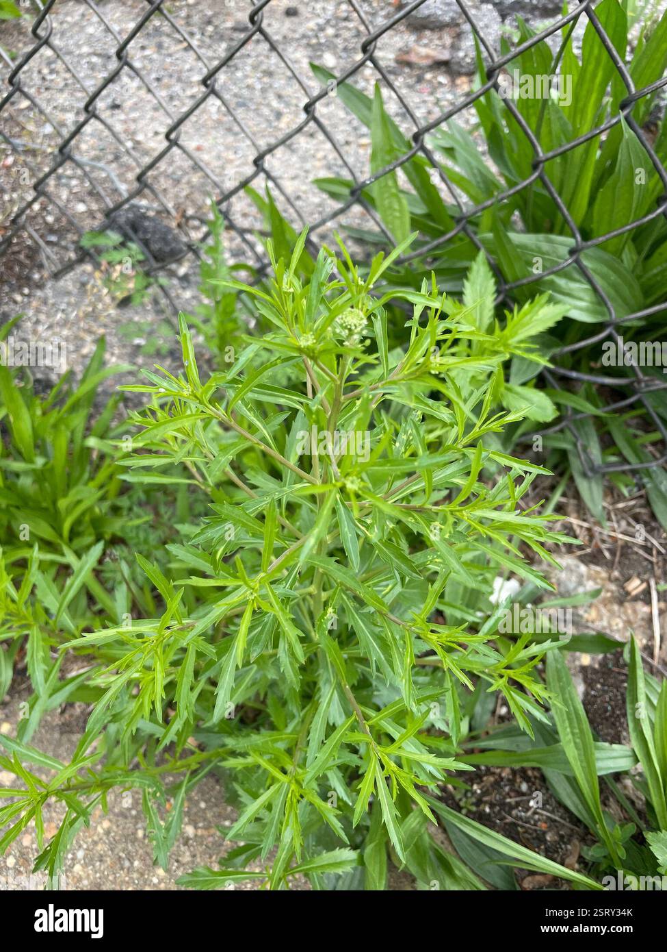 Common Peppergrass (Lepidium densiflorum), Plantae, E Fayette St ...