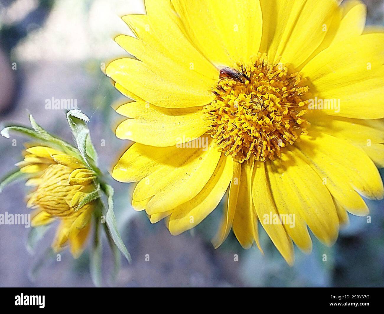 (Asteroideae), Plantae, Coastal Rd from Gourikwa to Still Bay, Garden ...
