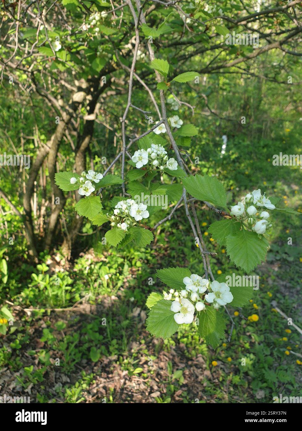 (Crataegus chrysocarpa chrysocarpa), Plantae, Le Vieux-Longueuil ...