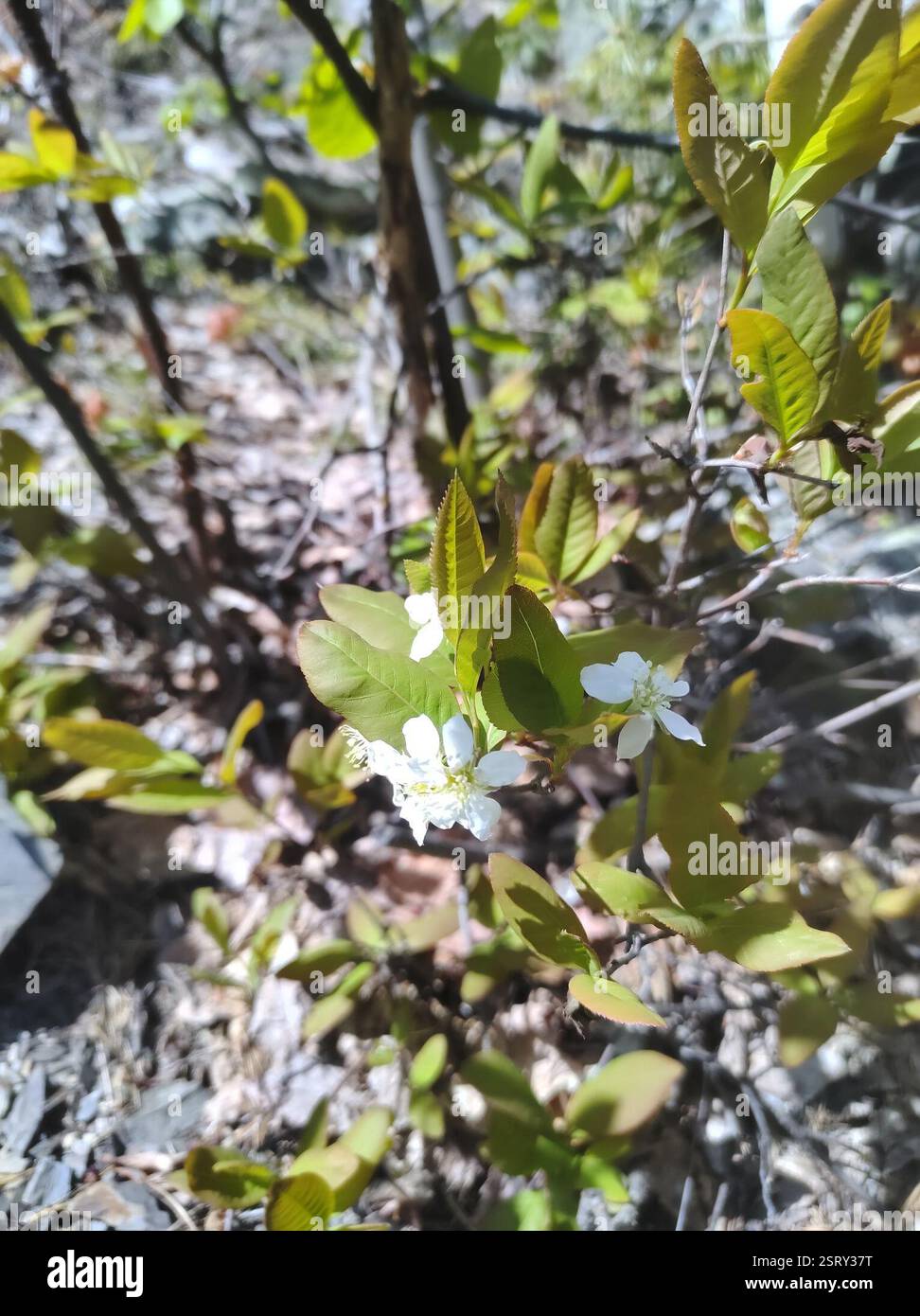 Bartram Shadbush (Amelanchier bartramiana), Plantae, Saint-Simon-de ...