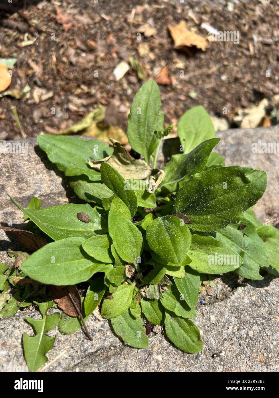dwarf plantain (Plantago virginica), Plantae, S Ellwood Ave, Baltimore ...