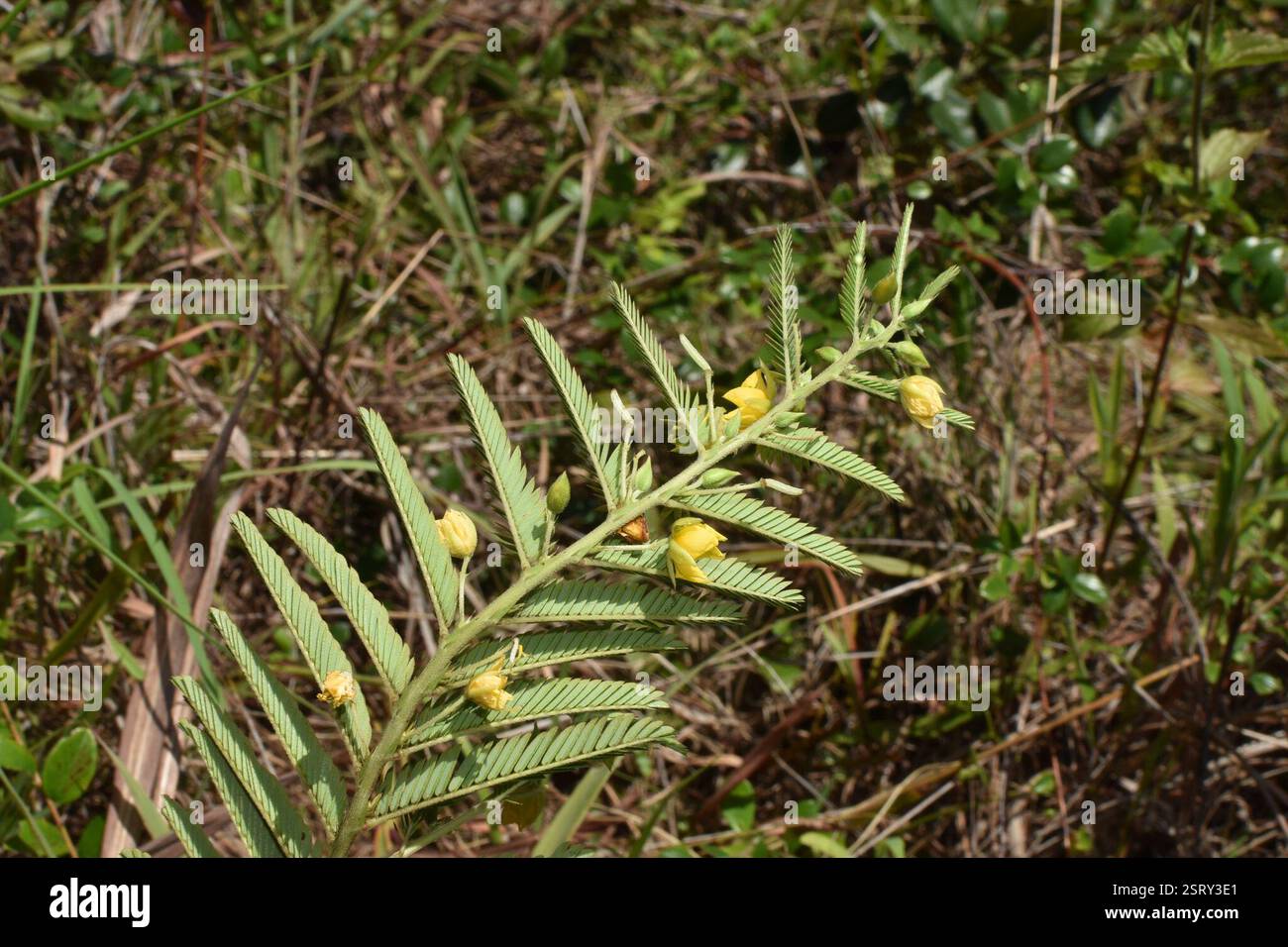 (Chamaecrista leschenaultiana), Plantae, 中国广东省阳江市阳西县 Stock Photo - Alamy