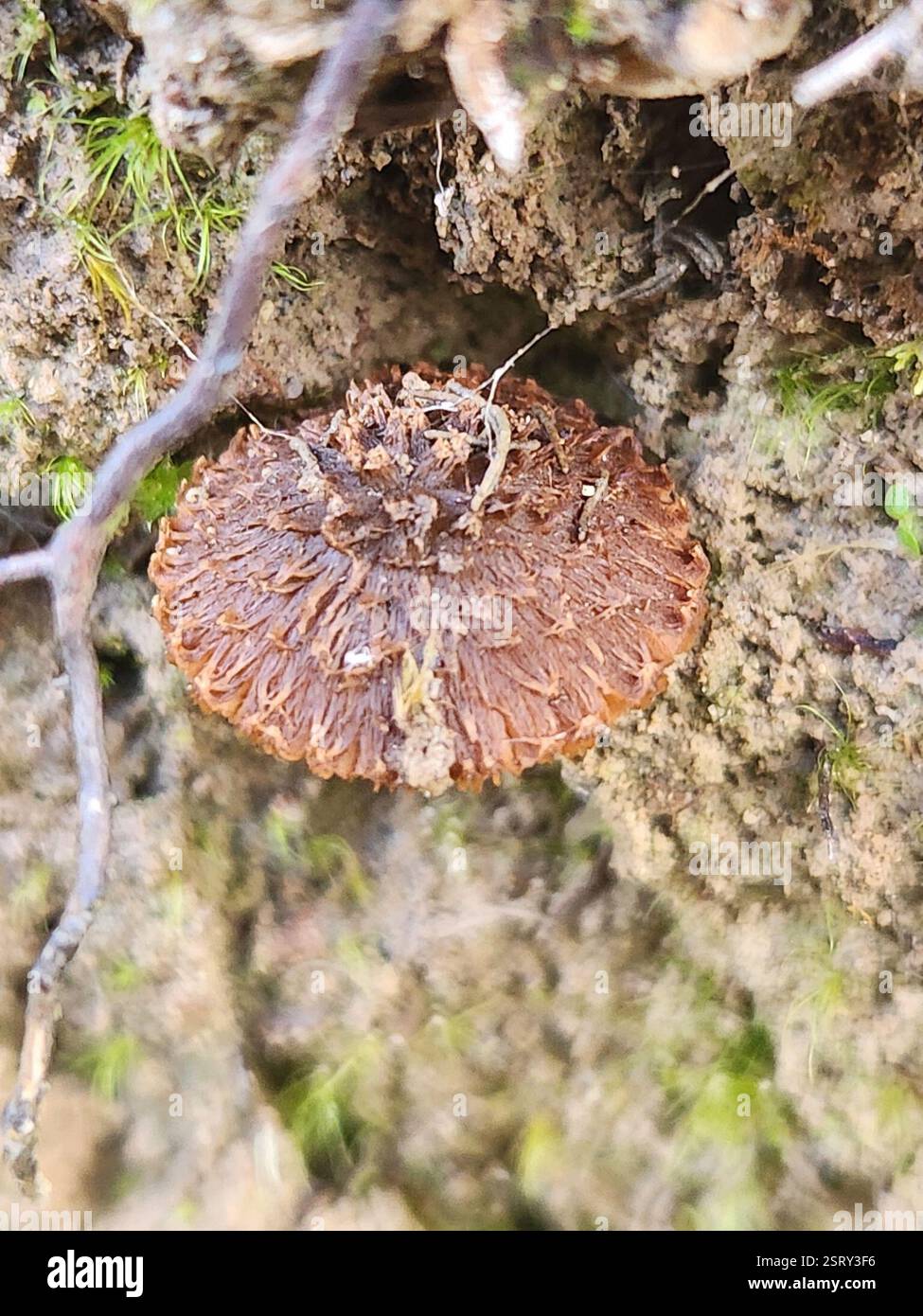 Fibercaps and Allies (Inocybaceae), Fungi, Ashley Forest Stock Photo ...
