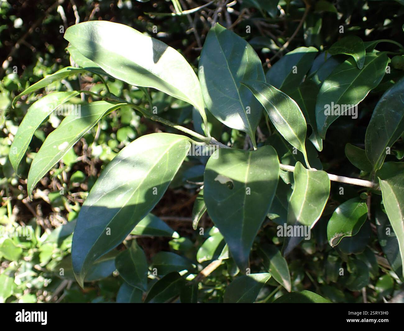 Cape Honey Bee (Apis mellifera capensis), Insecta, Grootvadersbosch ...