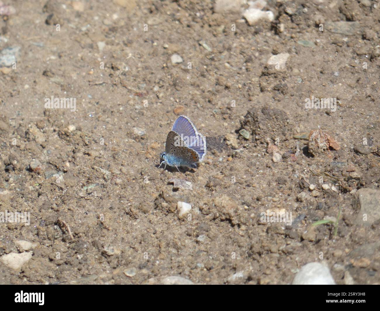 Common Blue (Polyommatus icarus), Insecta, 23010 Buglio In Monte SO ...