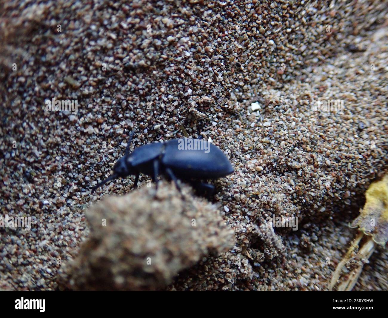 (Pimeliinae), Insecta, İztuzu Plajı, Ortaca, Muğla, TR Stock Photo - Alamy