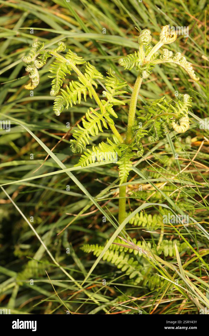 common bracken (Pteridium aquilinum), Plantae, Penrhos Beach area ...