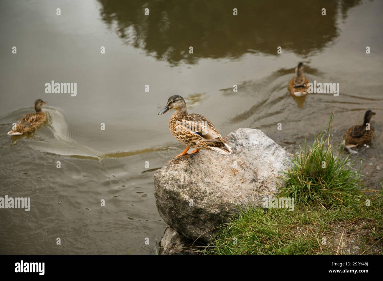 A pair of Mallard ducks resting motionless on a stone near lake. Back ...