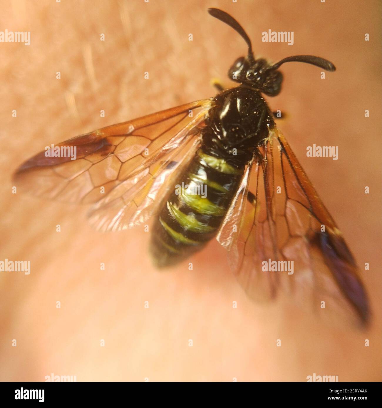 Hr rustica hi-res stock photography and images - Alamy