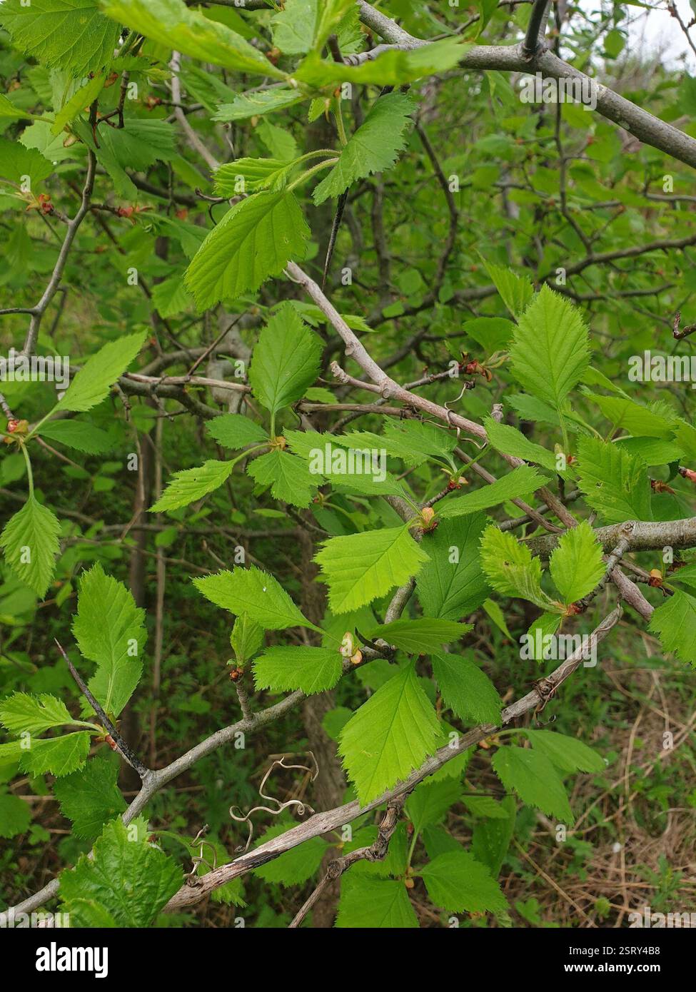 Canadian Hawthorn (Crataegus canadensis), Plantae, Laval, QC, Canada ...