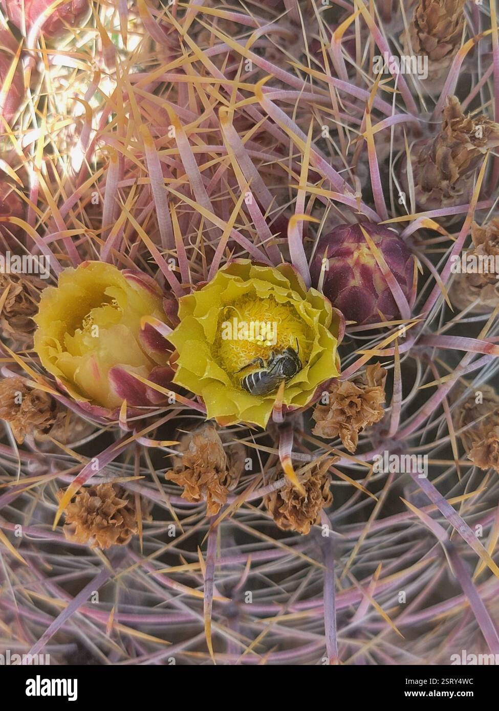 Orange-tipped Woodborer (Lithurgopsis apicalis), Insecta, Phoenix, AZ ...