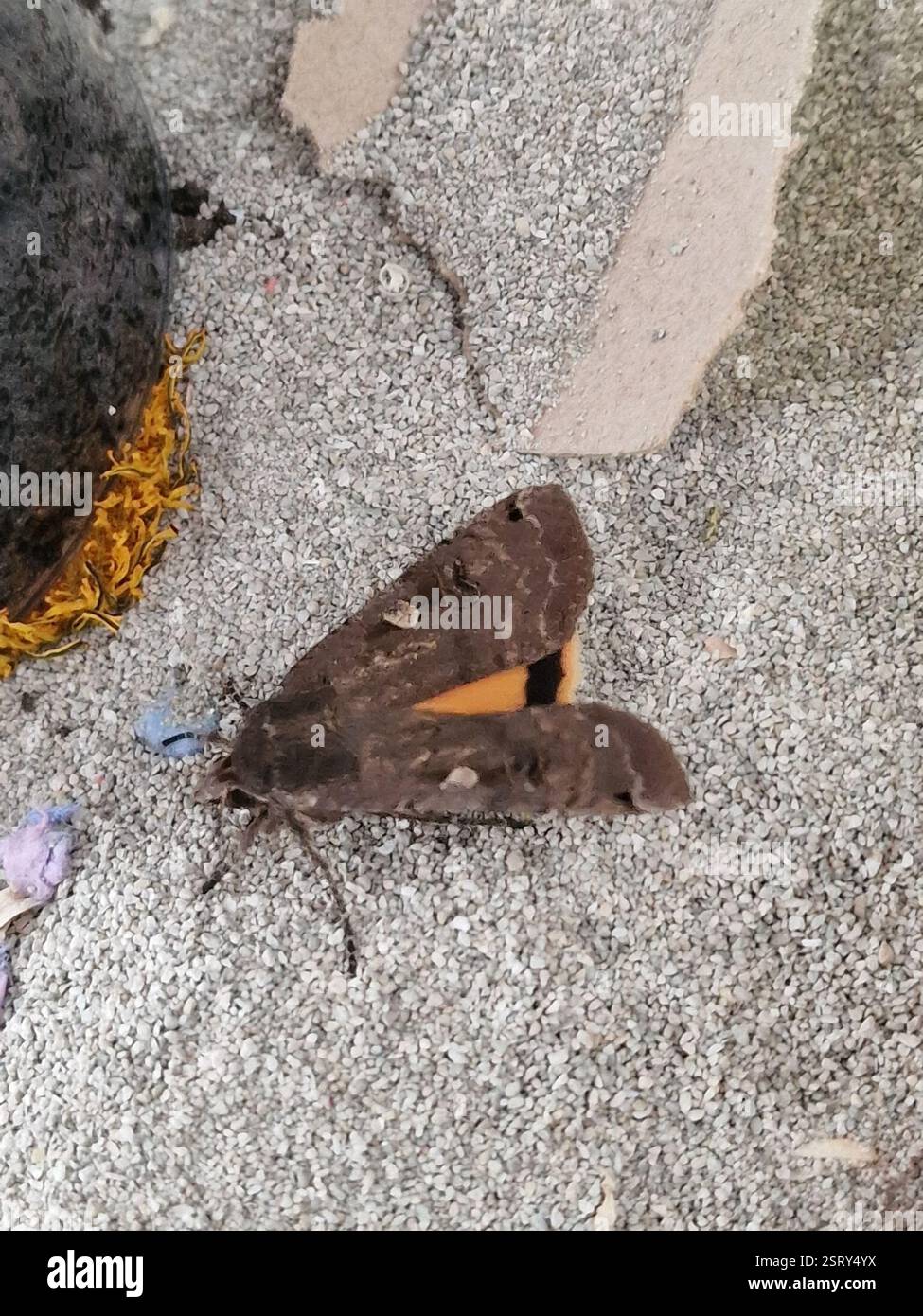 Large Yellow Underwing (Noctua pronuba), Insecta, Oxgangs Green ...
