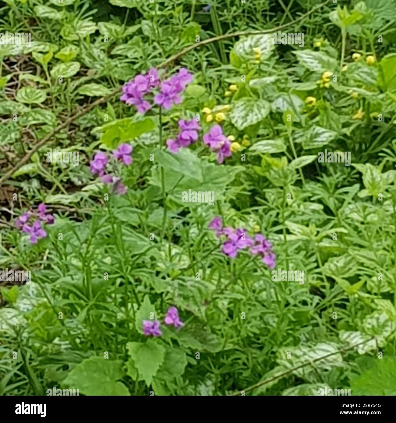 Annual Honesty (Lunaria annua), Plantae, Selston, UK Stock Photo - Alamy