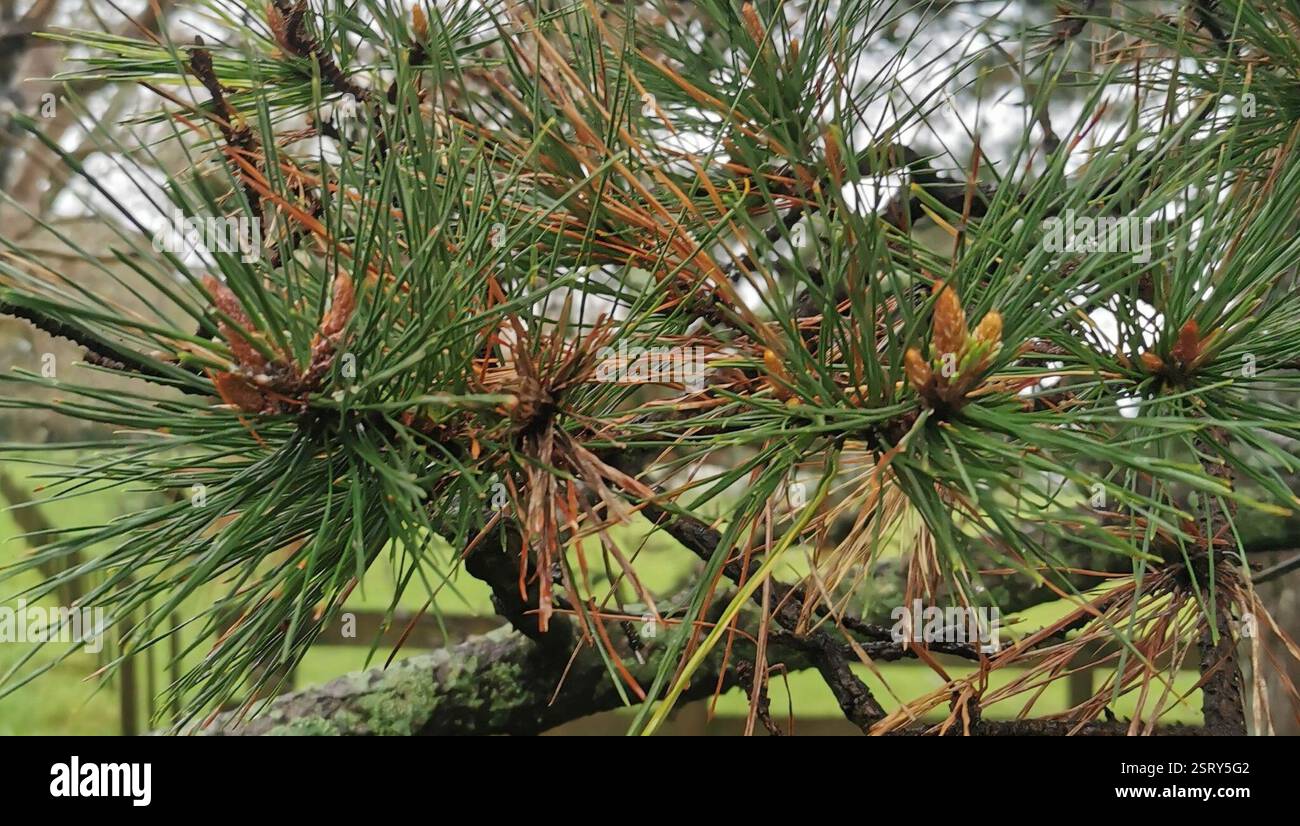 Monterey pine (Pinus radiata), Plantae, One Tree Hill, Auckland, New ...
