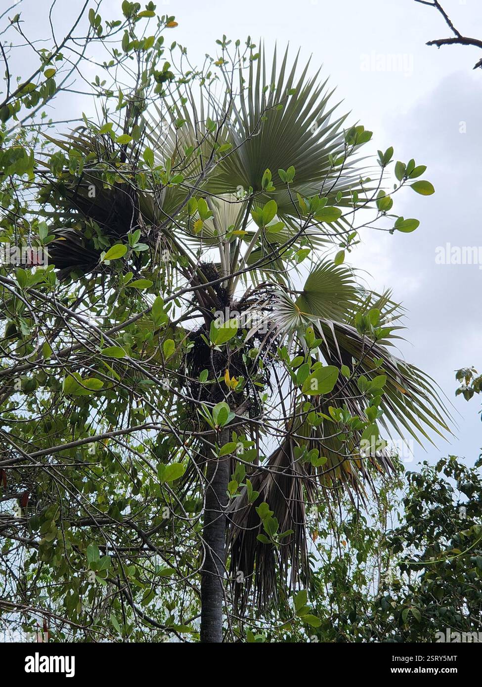 Cayman silver thatch palm (Coccothrinax proctorii), Plantae, 19. ...