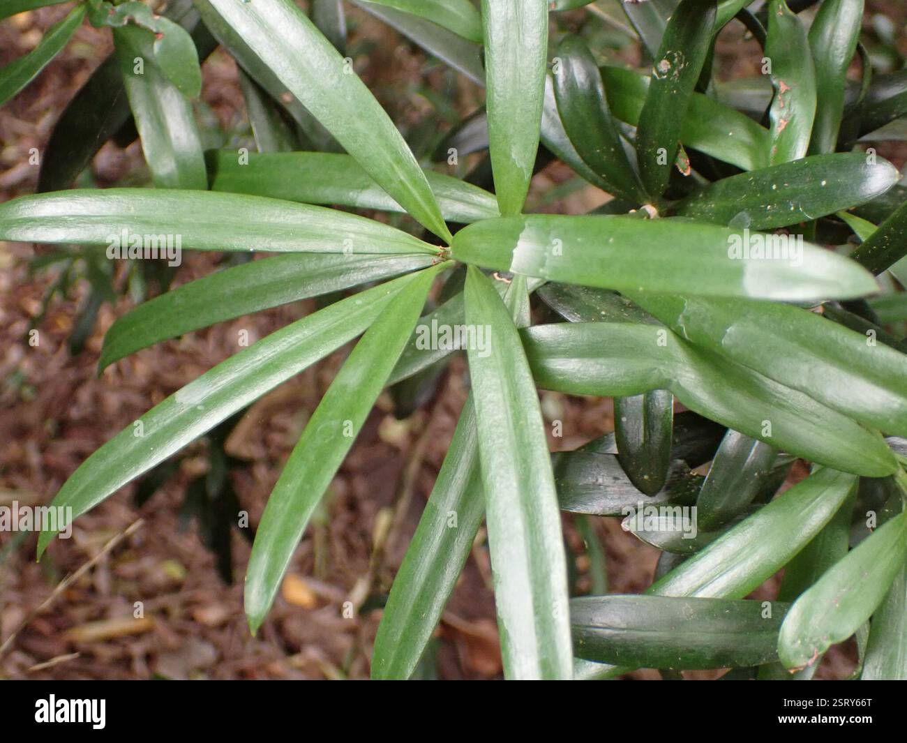 real yellowwood (Podocarpus latifolius), Plantae, Grootvadersbosch ...