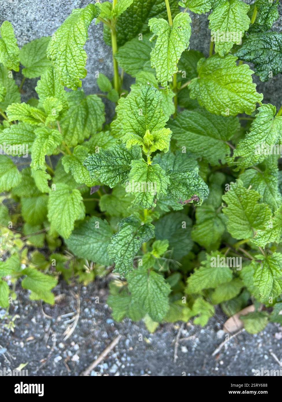 lemon balm (Melissa officinalis), Plantae, Jackson Cres, New ...
