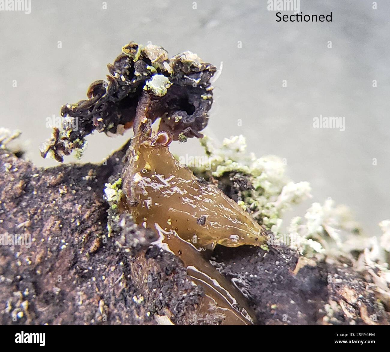 (Exidia), Fungi, Gage Park, Hamilton, ON L8M 1N2, Canada, Small jelly ...